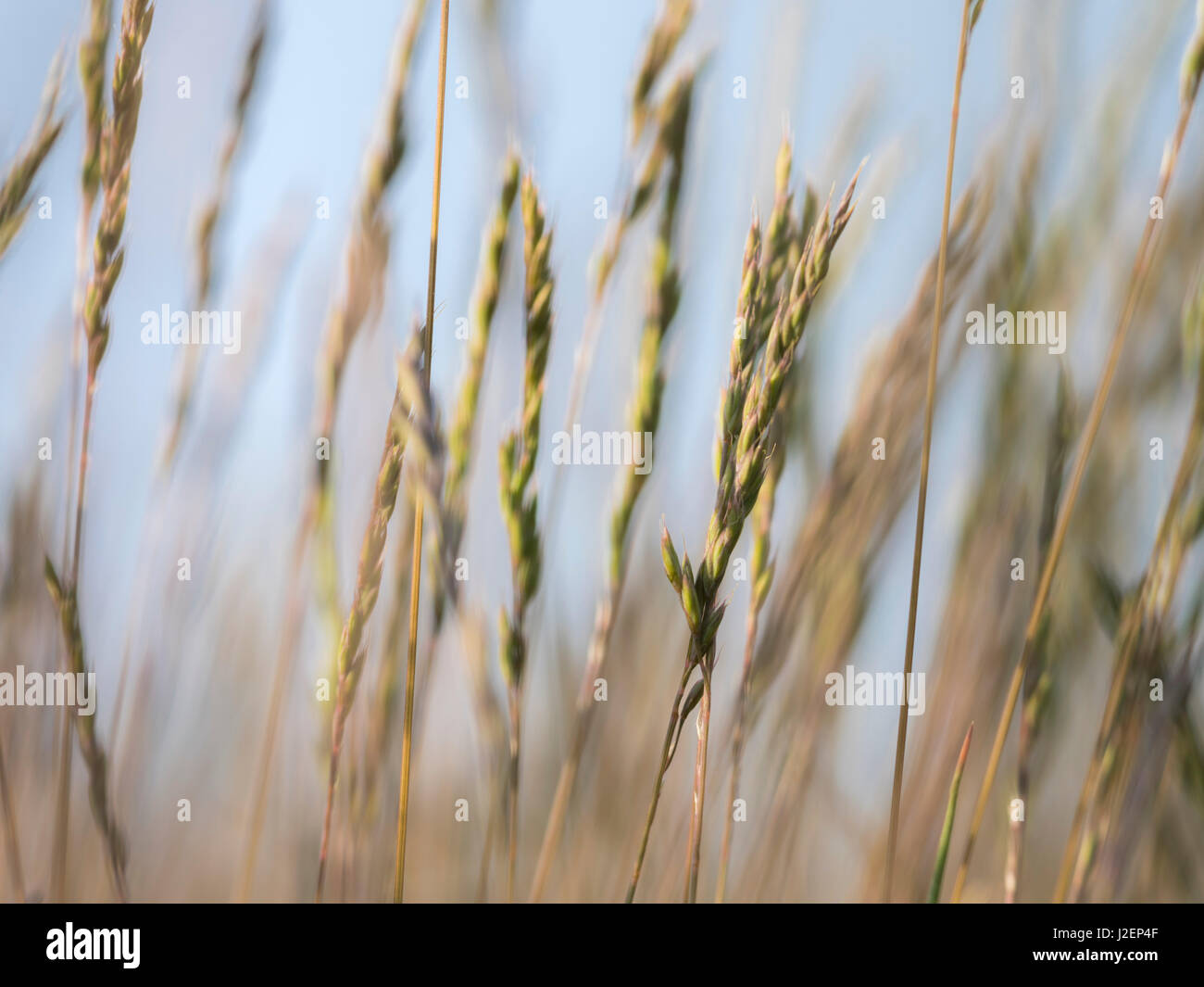 Gras in puszta in lowlands hungary hi-res stock photography and images ...