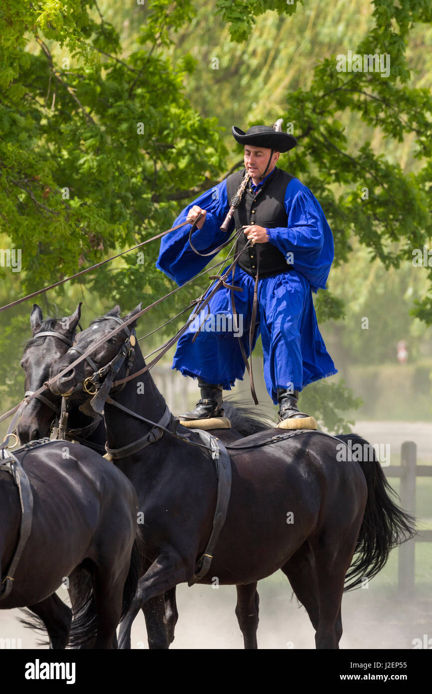 Traditional Hungarian cowboy show in the Hortobagy. Local cowboy or ...