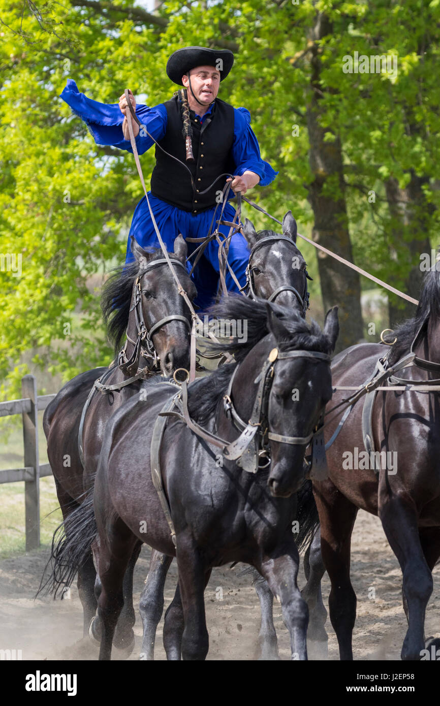 Traditional Hungarian cowboy show in the Hortobagy. Local cowboy or ...