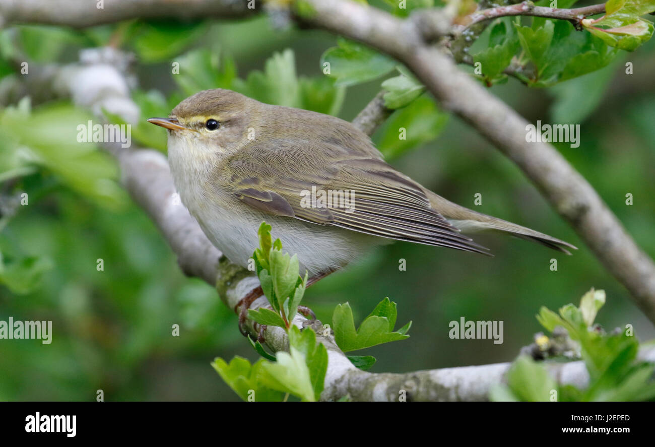 Willow Warbler ( Phylloscopus trochilus Stock Photo - Alamy