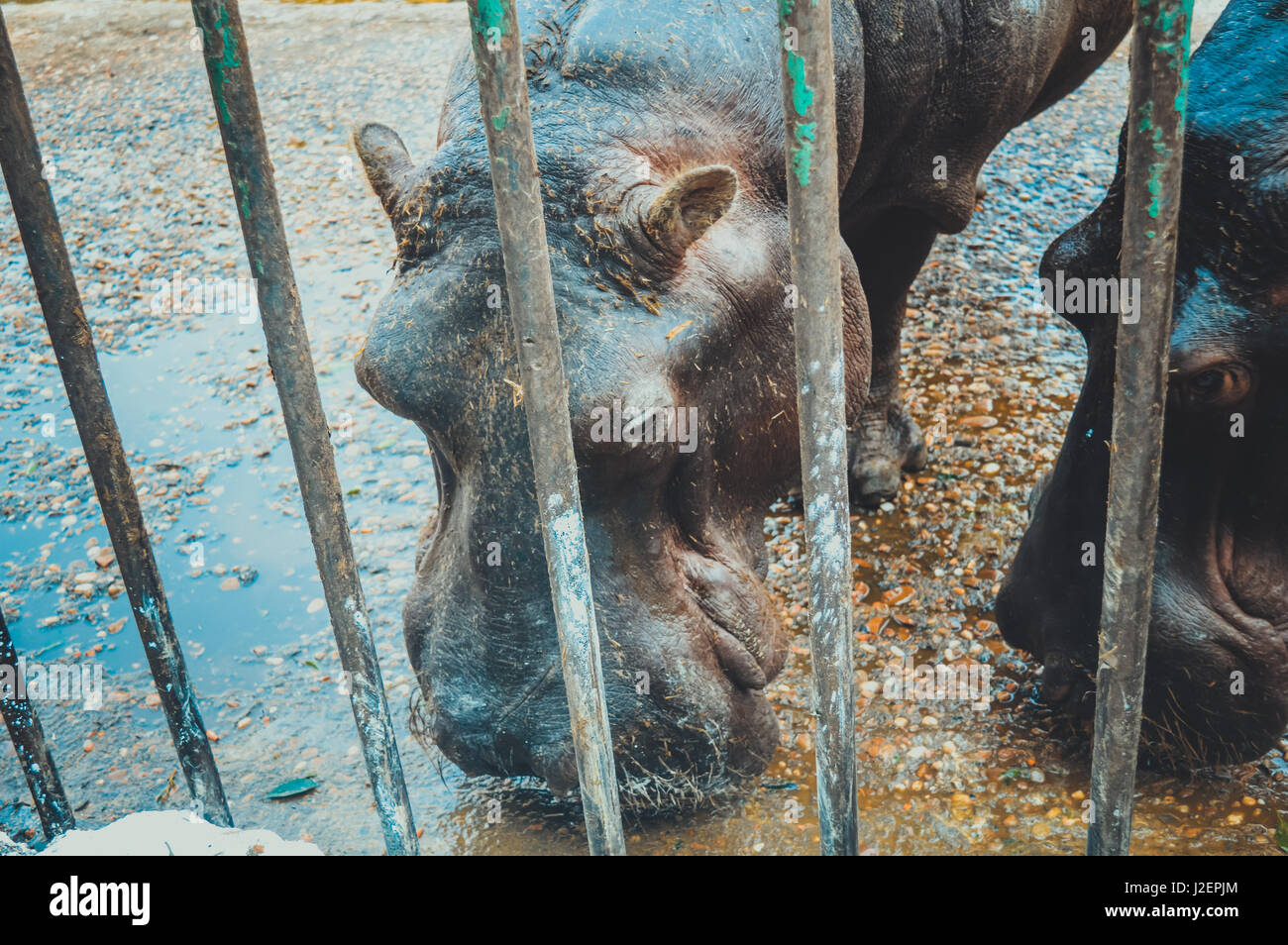 giza, egypt, march 4, 2017: view of hippopotamus in cage at giza zoo ...
