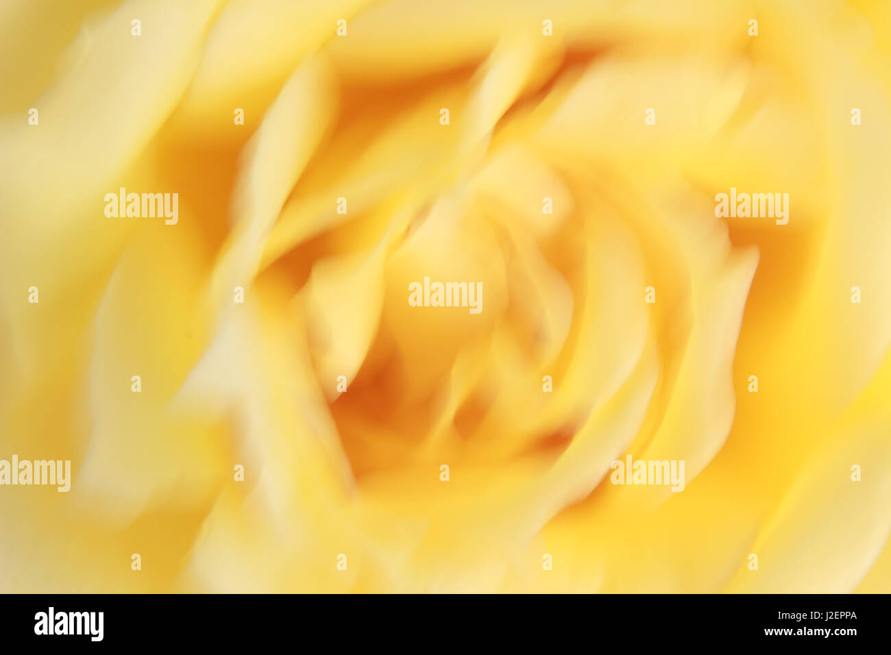 Yellow centered rose hi-res stock photography and images - Alamy