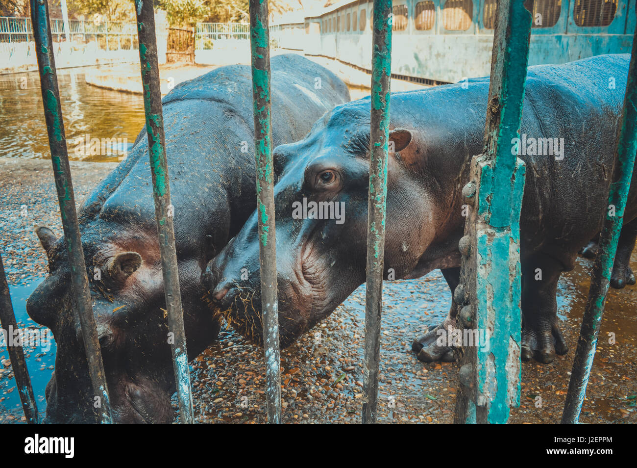 giza, egypt, march 4, 2017: view of hippopotamus in cage at giza zoo ...