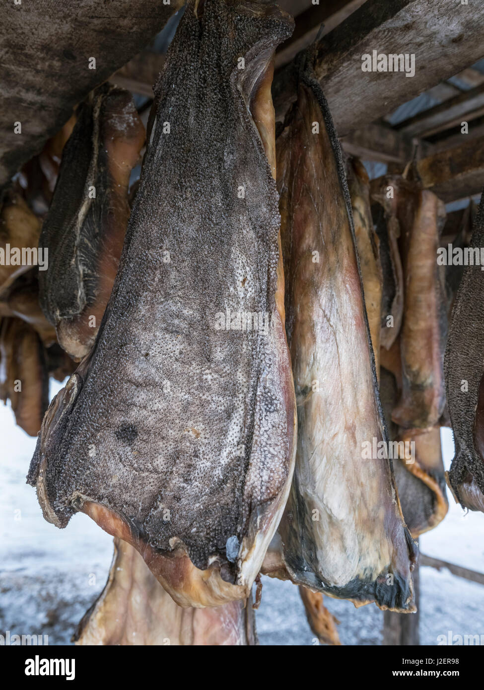 Hakarl hanging in a drying hut. Iceland. Bjarnarhoefn, a museum dealing ...