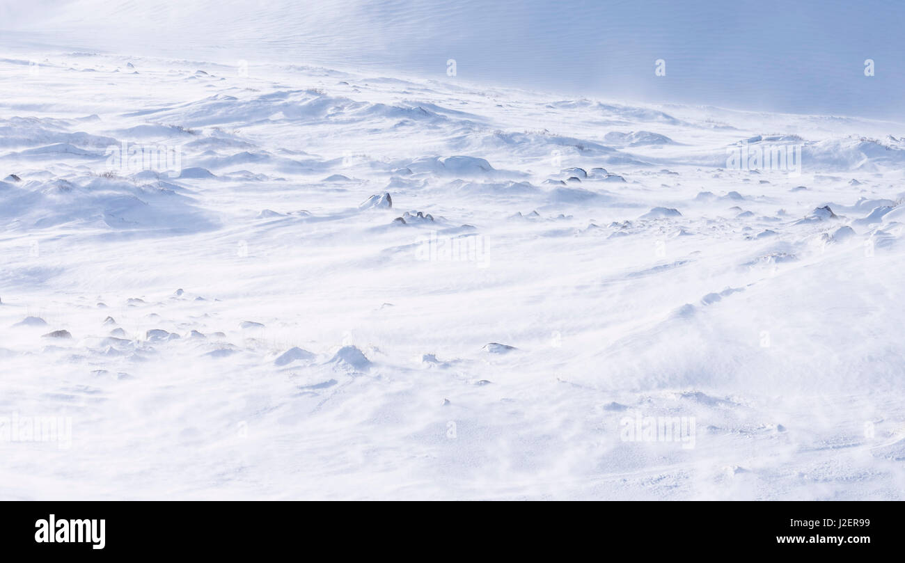 Lava field Berserkjahraun during a blizzard on Snaefellsnes Peninsula ...