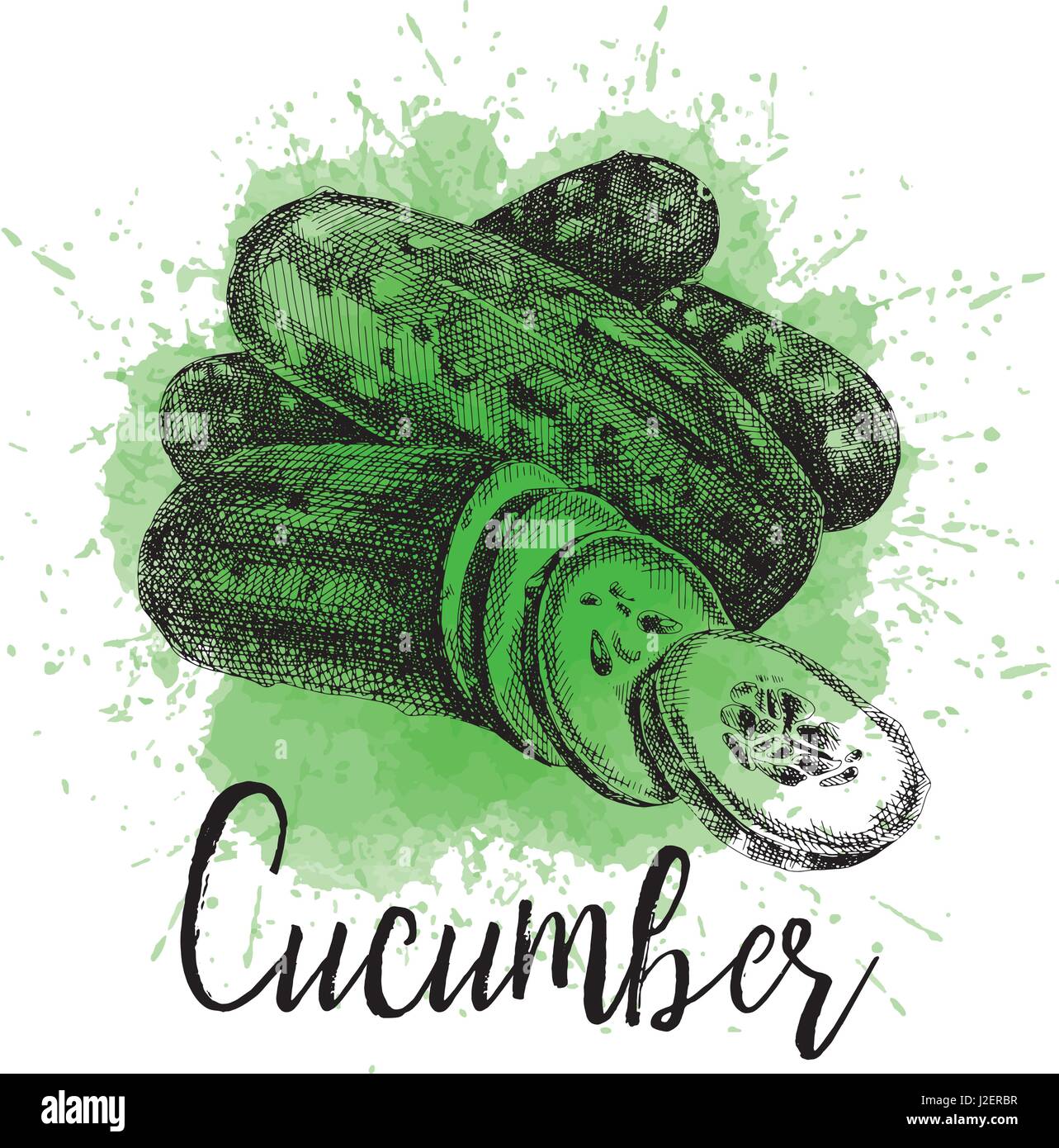 Vector illustration hand drawn of a cucumber Stock Vector Image & Art ...