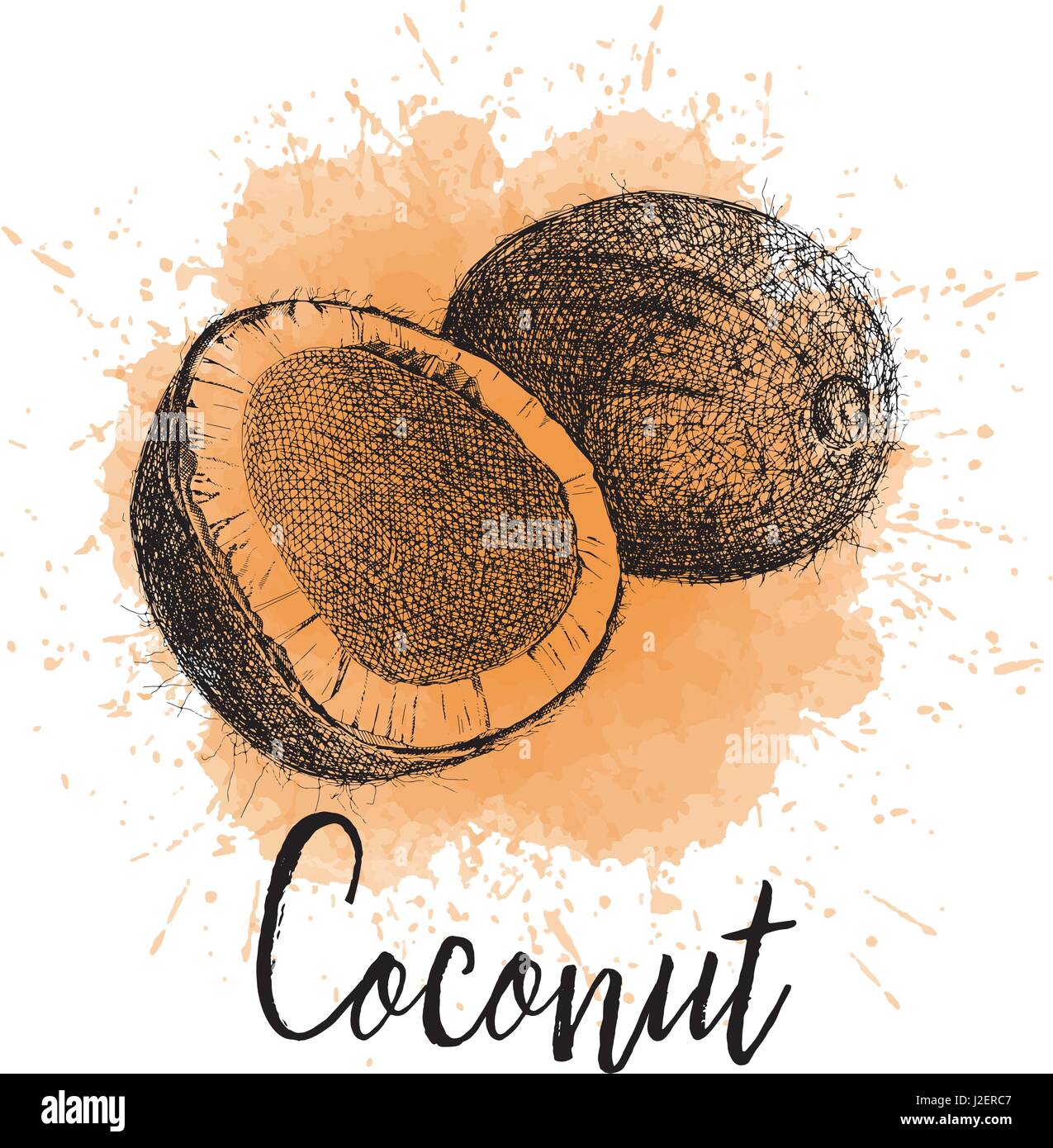 Vector illustration coconut in hand drawn graphics Stock Vector Image ...