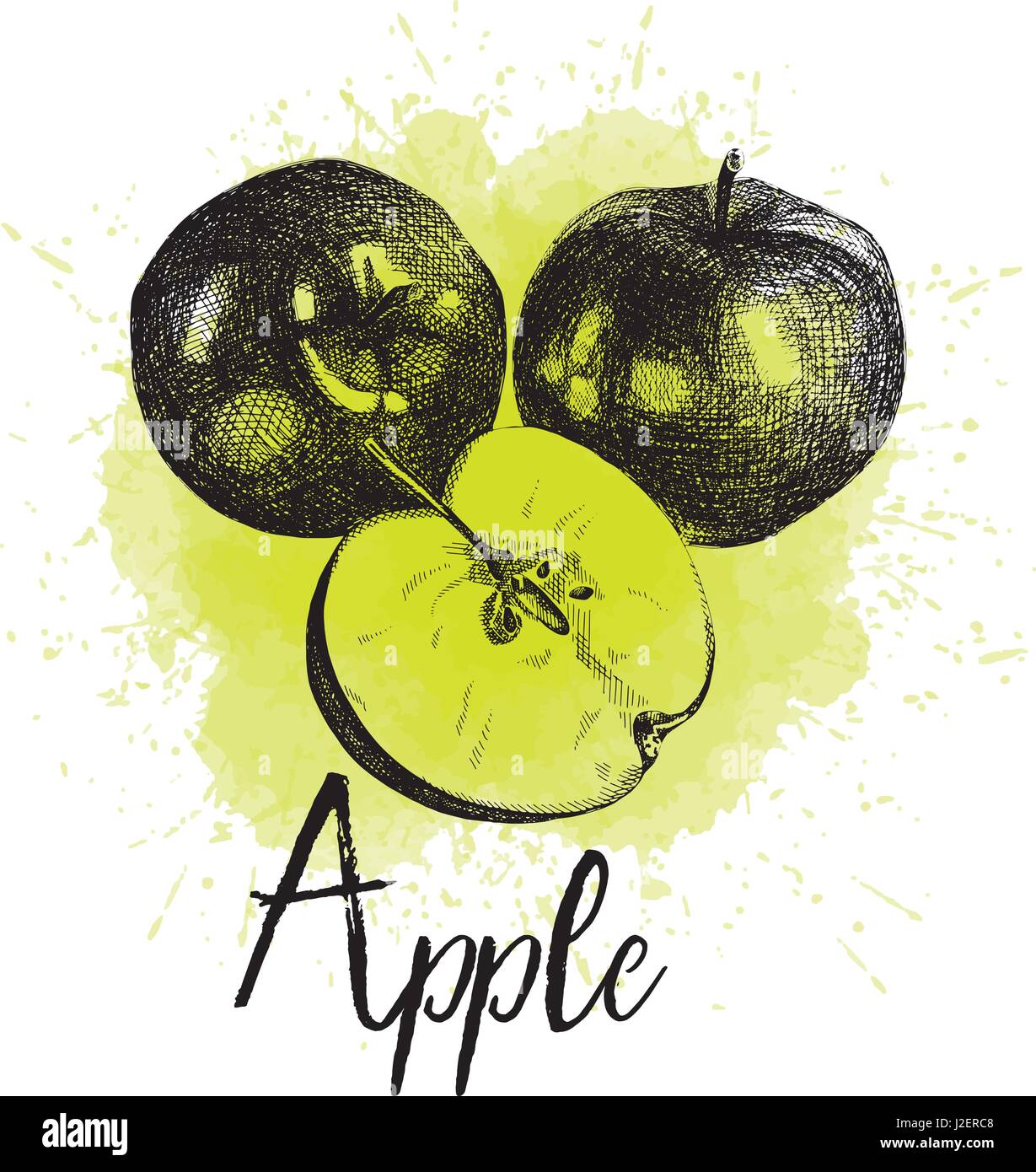 Vintage illustration of apple Stock Vector Images - Alamy