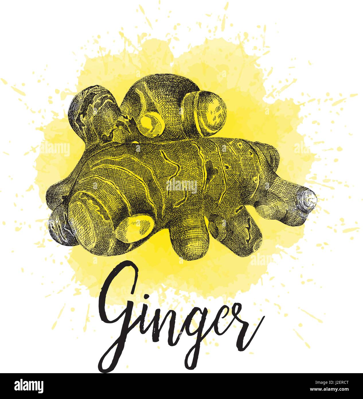 Vector illustration, ginger in hand drawn graphics Stock Vector Image ...