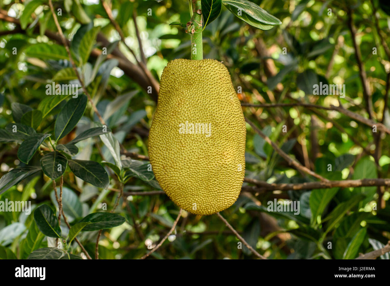 Tropical Fruit Jackfruit Jakfruit High Resolution Stock Photography and ...