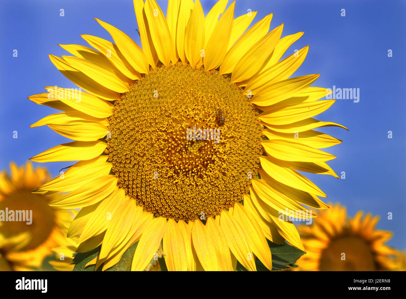 Europe, Italy, Tuscan Sunflower Stock Photo - Alamy