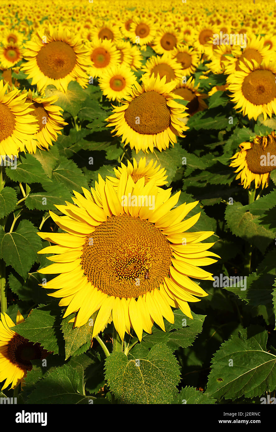Tuscan sunflowers large format hi-res stock photography and images - Alamy