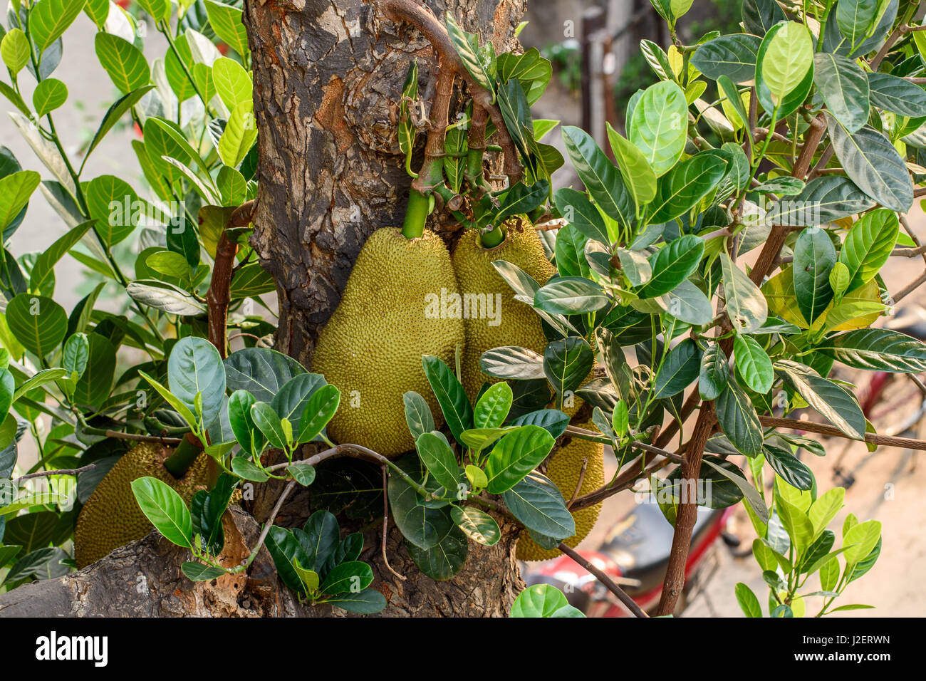 jackfruit on a tree with blurry background Stock Photo - Alamy
