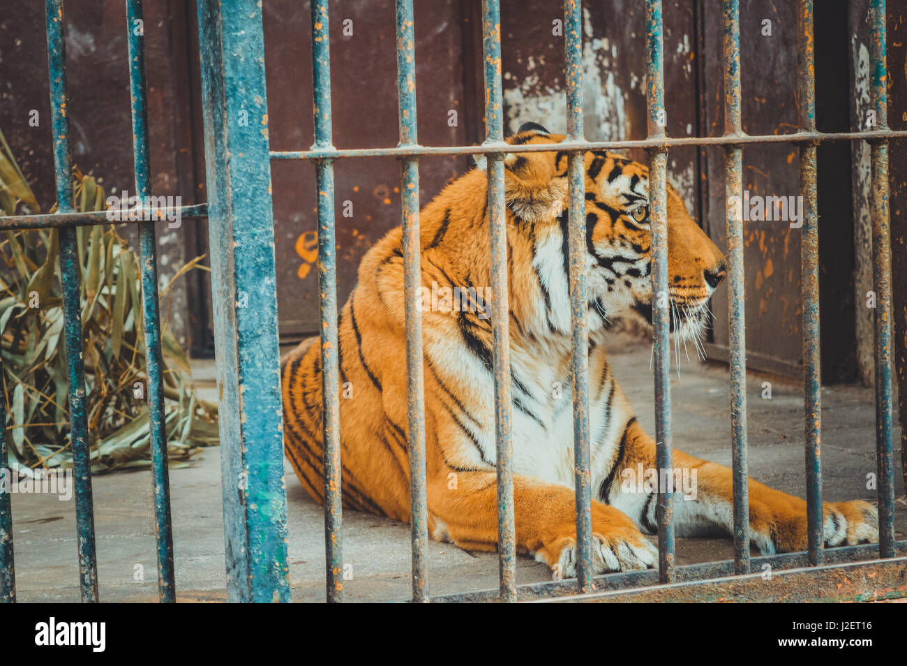 Tiger cage lonely hi-res stock photography and images - Alamy