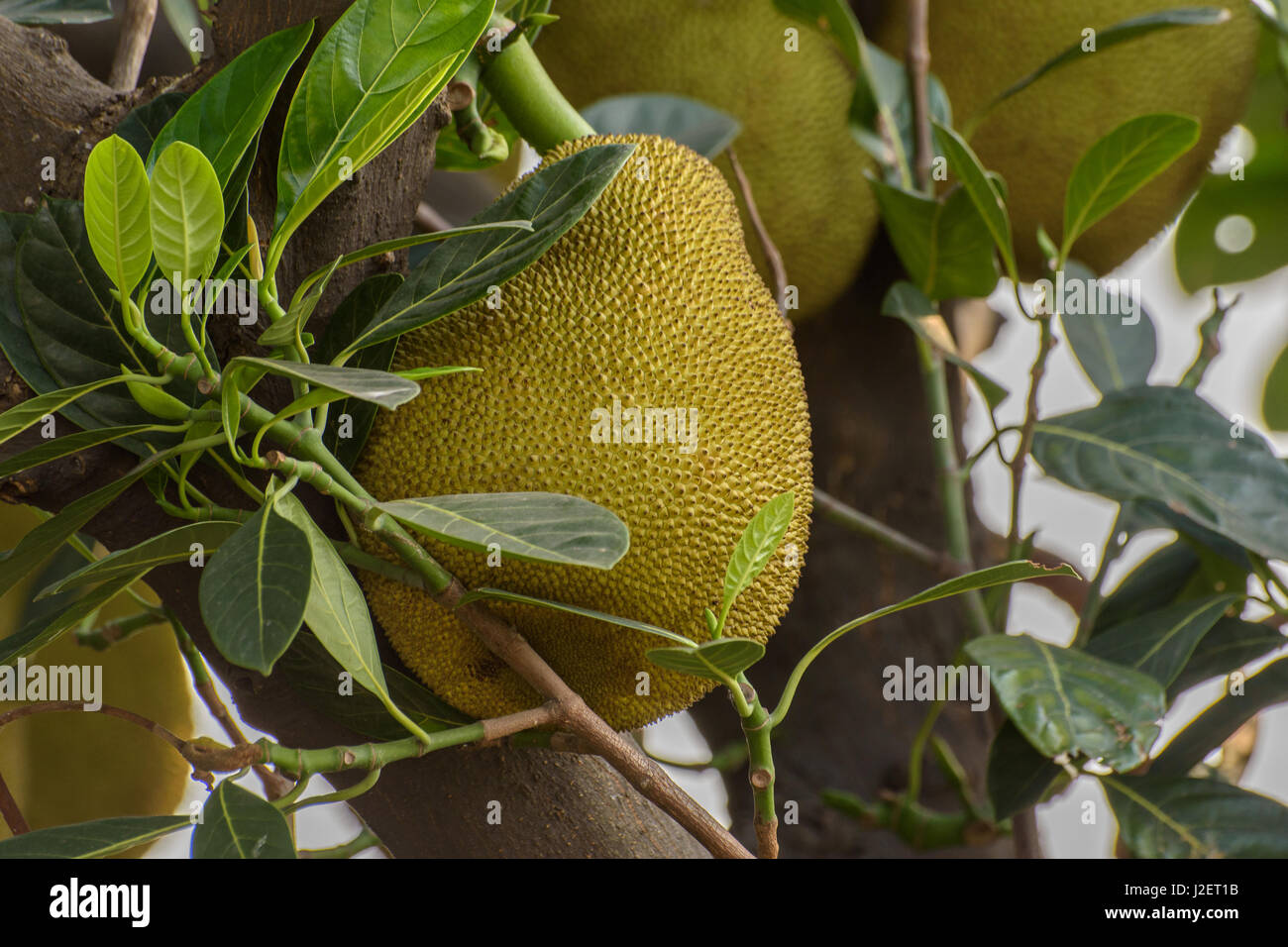 jackfruit on a tree with blurry background Stock Photo - Alamy