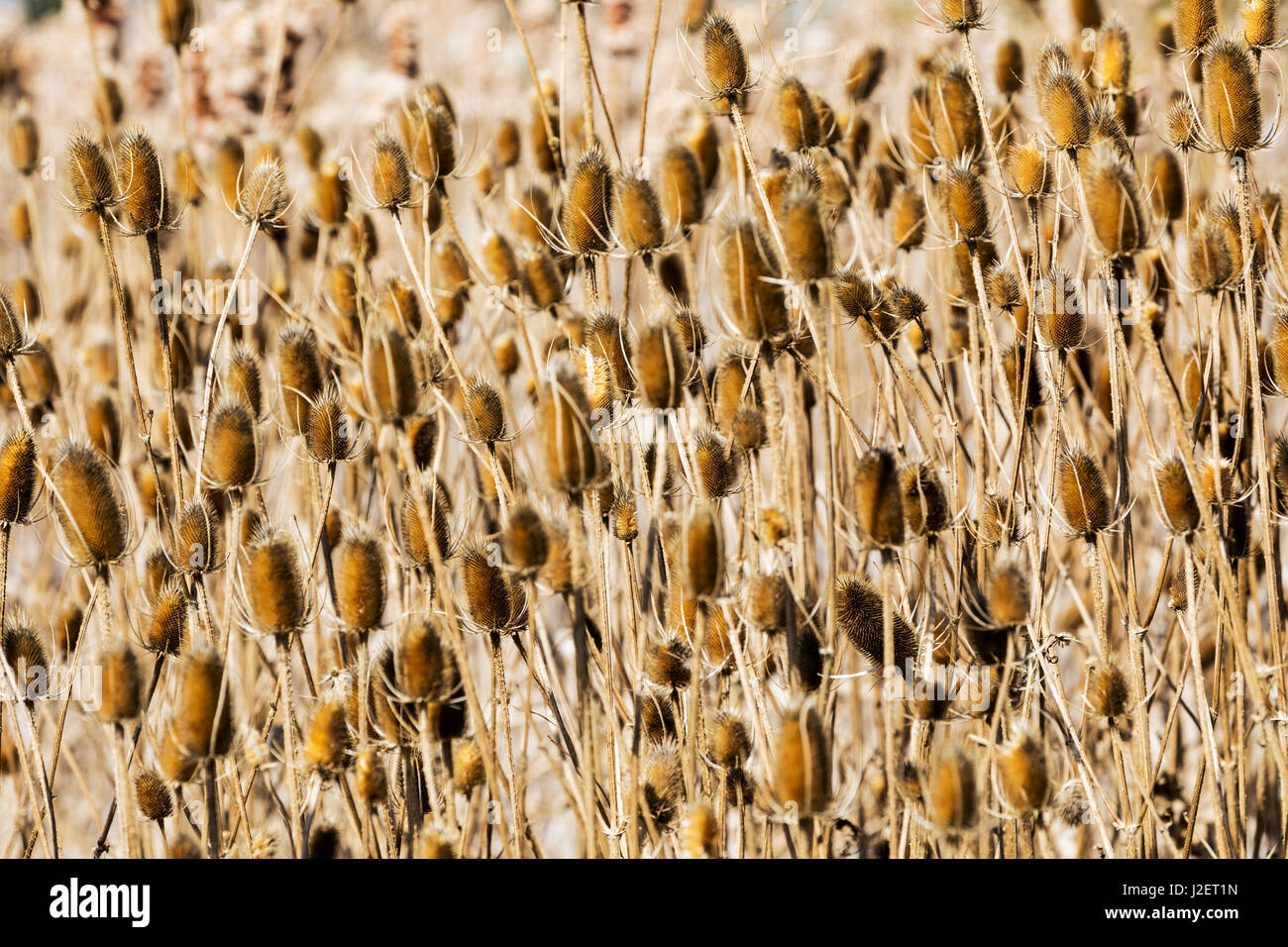 Cattails along the South Arkansas River; Vandaveer Ranch; Salida ...