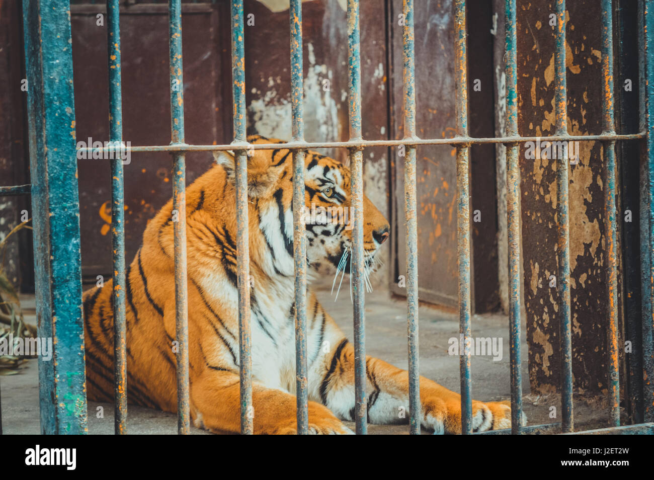 Tiger in cage hi-res stock photography and images - Alamy