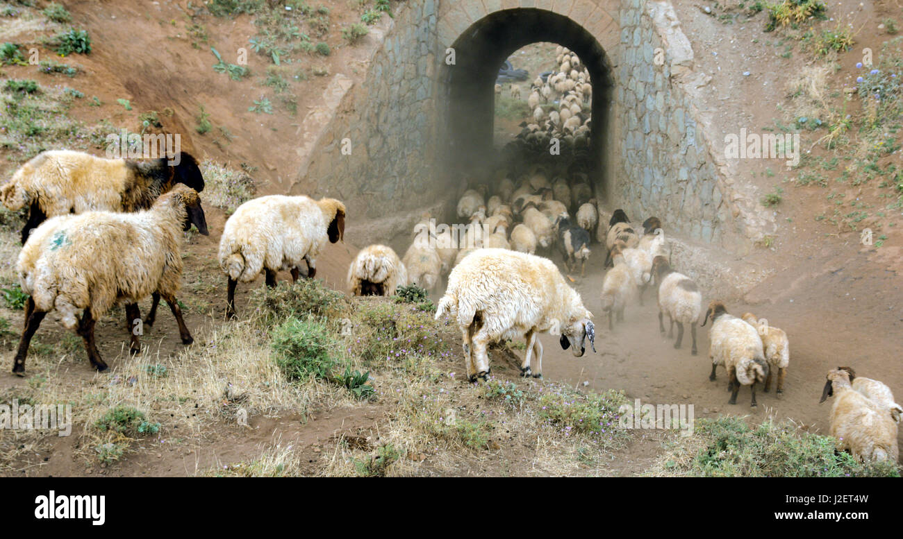 Sheeps passing through a tunnel in Tatvan, Turkey Stock Photo - Alamy