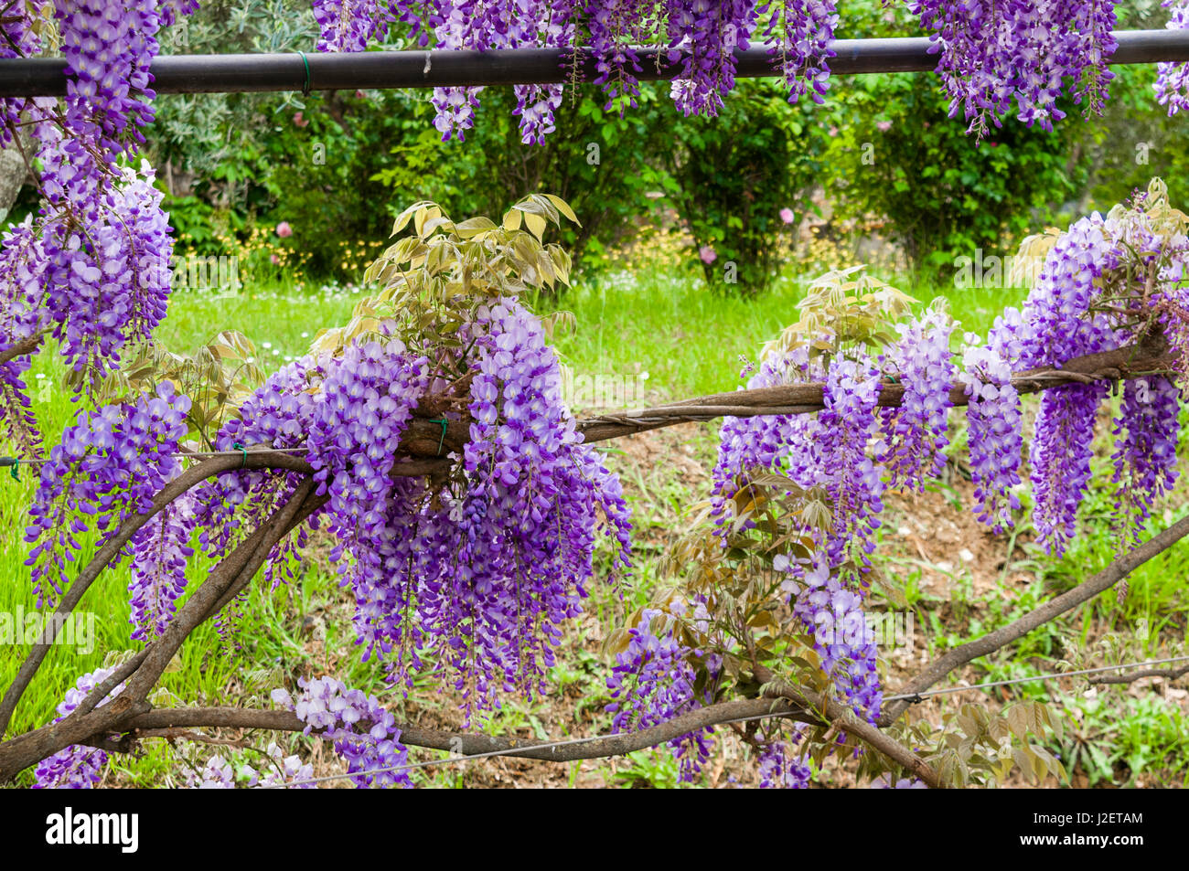Arbor of wisteria in bloom, Firenze, Tuscany, Italy Stock Photo - Alamy