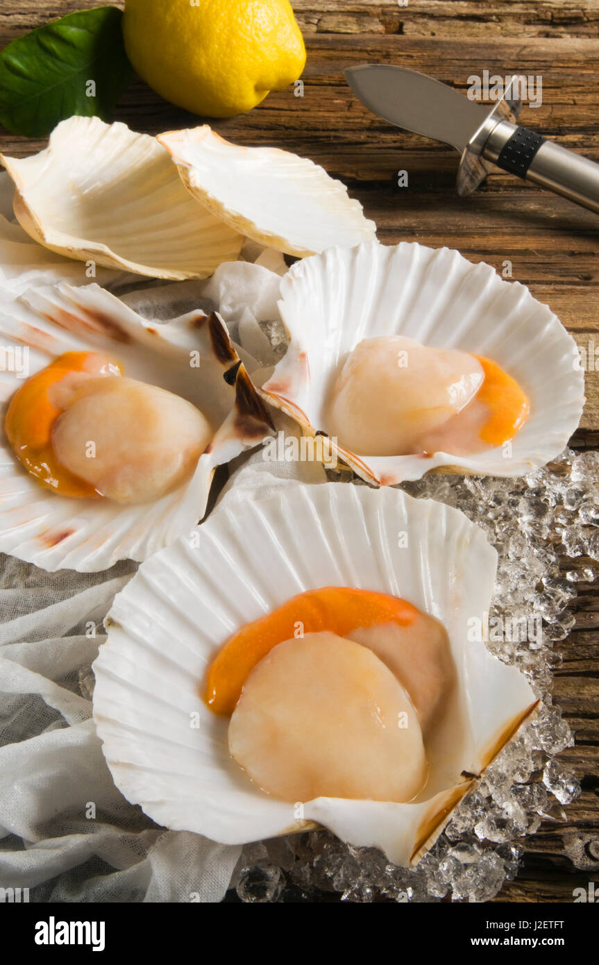Pecten jacobaeus hi-res stock photography and images - Alamy