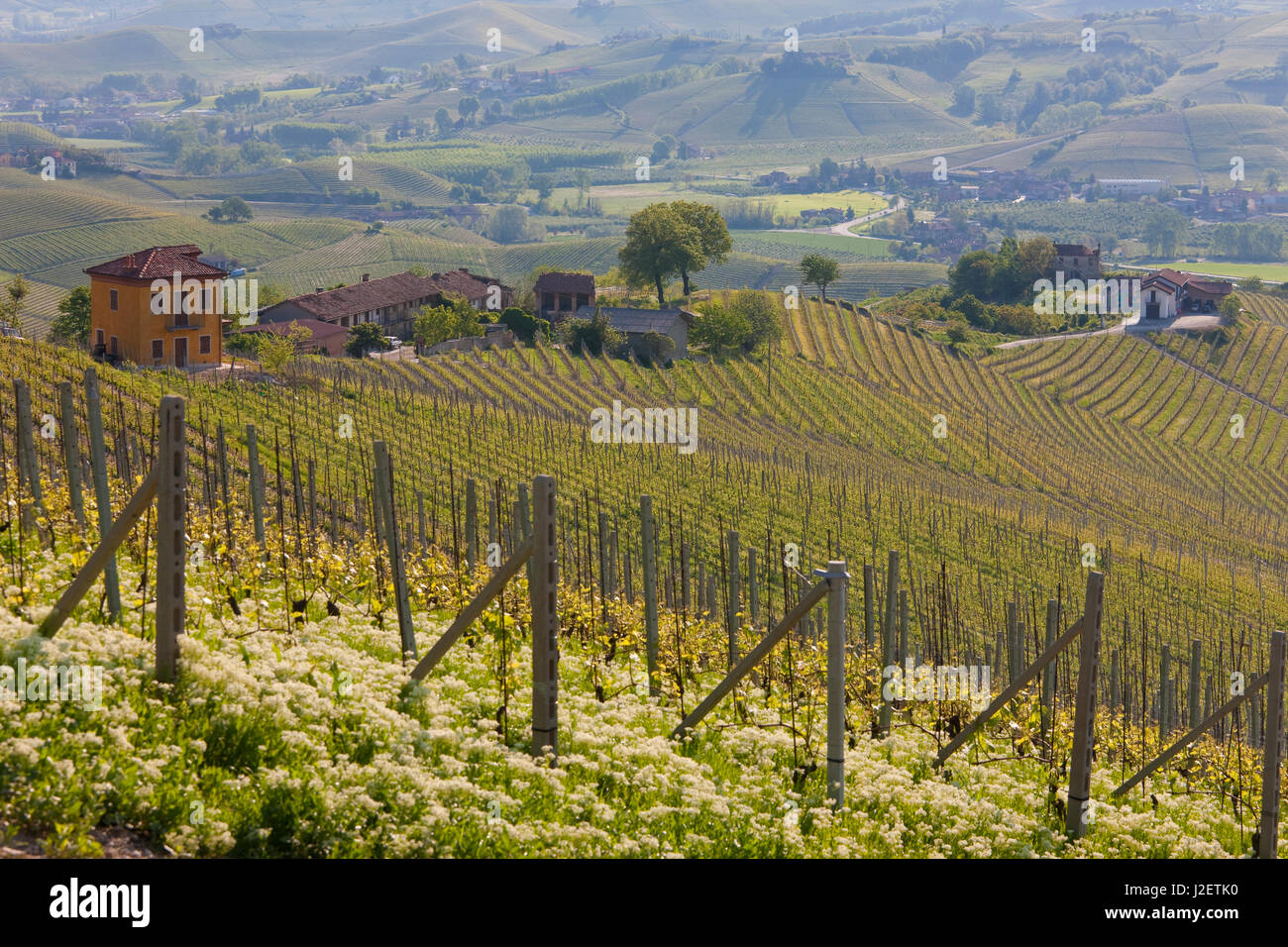 Vineyard near Barolo, Piedmont, Italy Stock Photo - Alamy