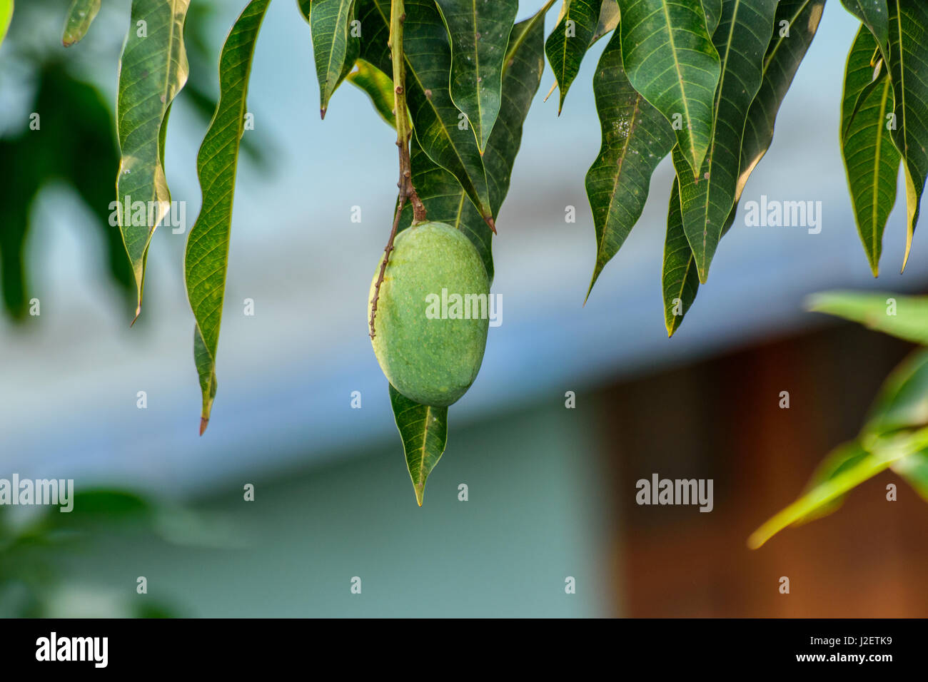 Mango hanging on a tree with blurry background Stock Photo - Alamy