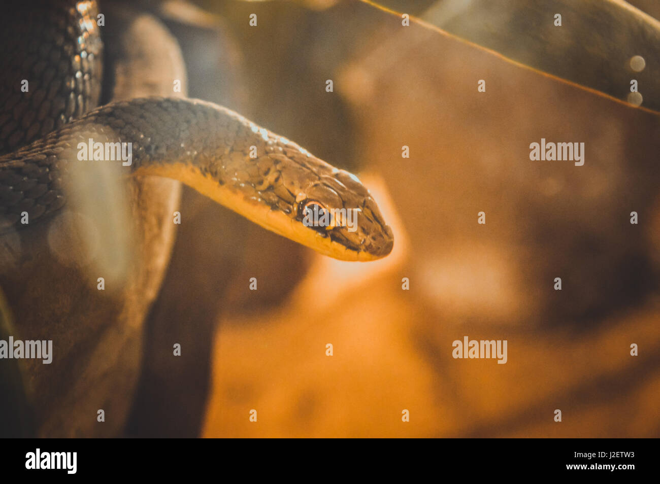 Egyptian cobra hi-res stock photography and images - Alamy