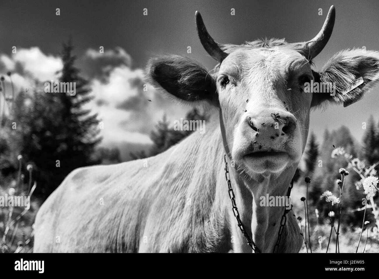 Bull in Artvin, Turkey Stock Photo - Alamy