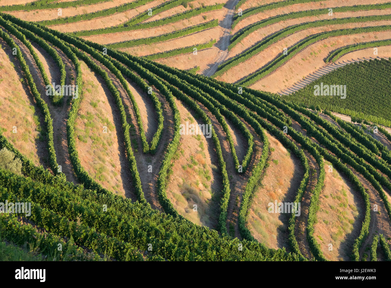 Portugal, Douro Valley, Douro River, Porto. Valley is lined with ...