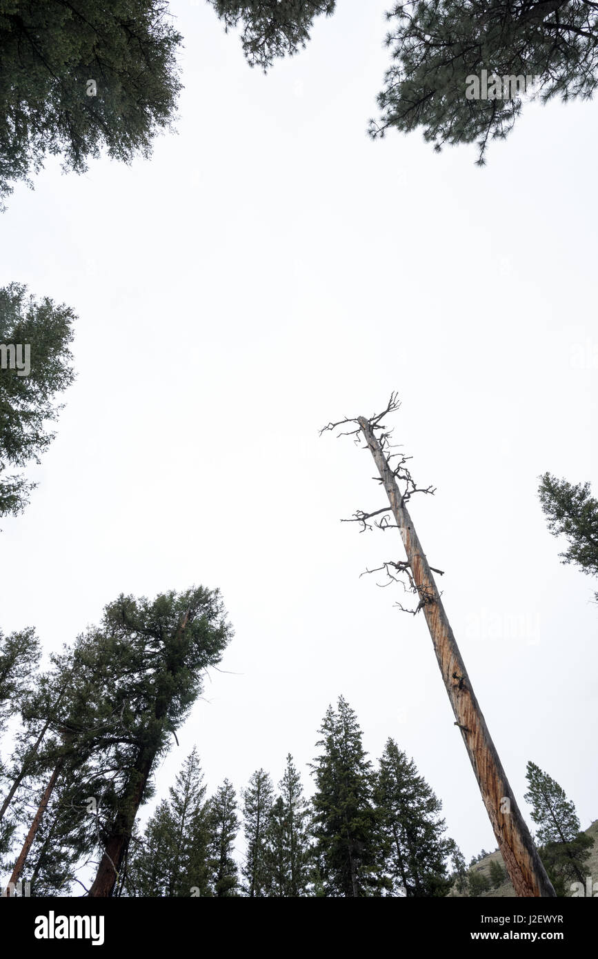 Looking up through trees hi-res stock photography and images - Alamy