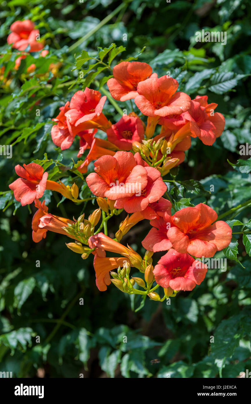 Europe, Portugal, Obidos, orange trumpet creeper Stock Photo - Alamy