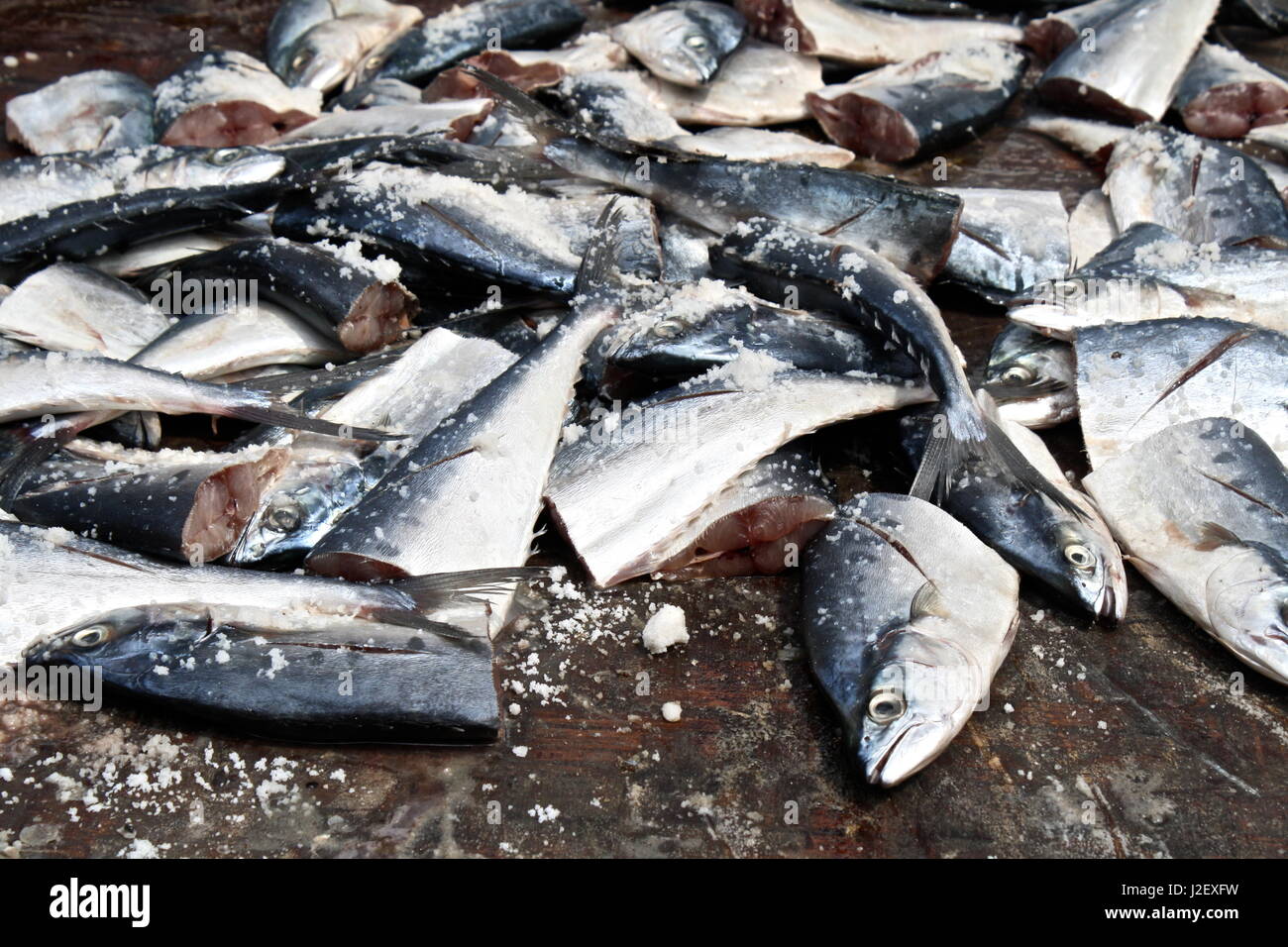 Queenfish hi-res stock photography and images - Alamy