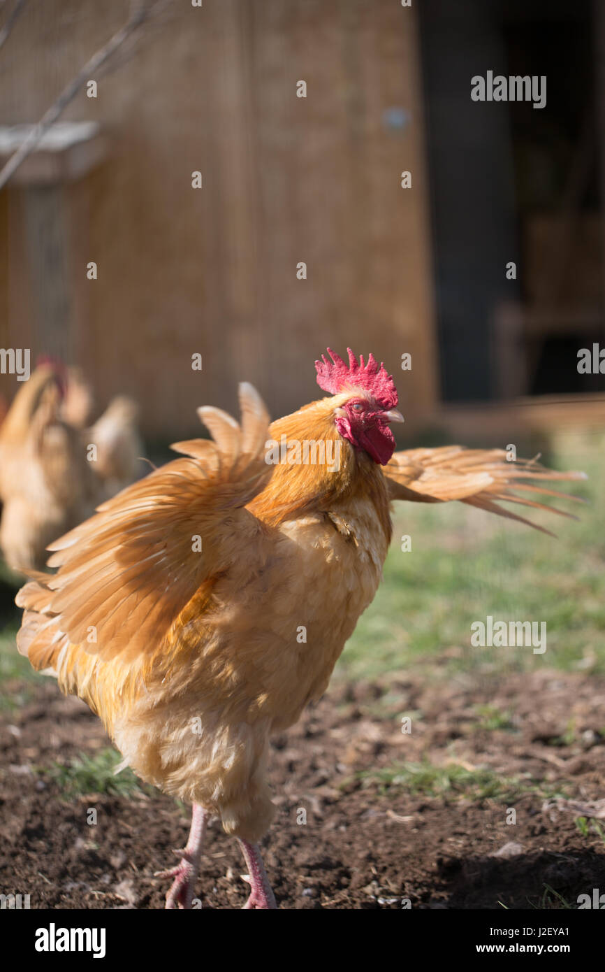 Strutting rooster hi-res stock photography and images - Alamy