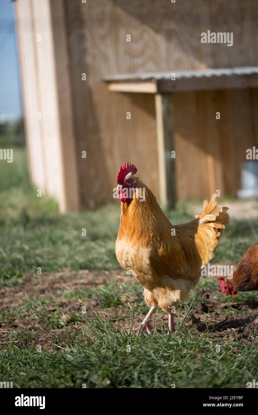 Rooster strut hi-res stock photography and images - Alamy