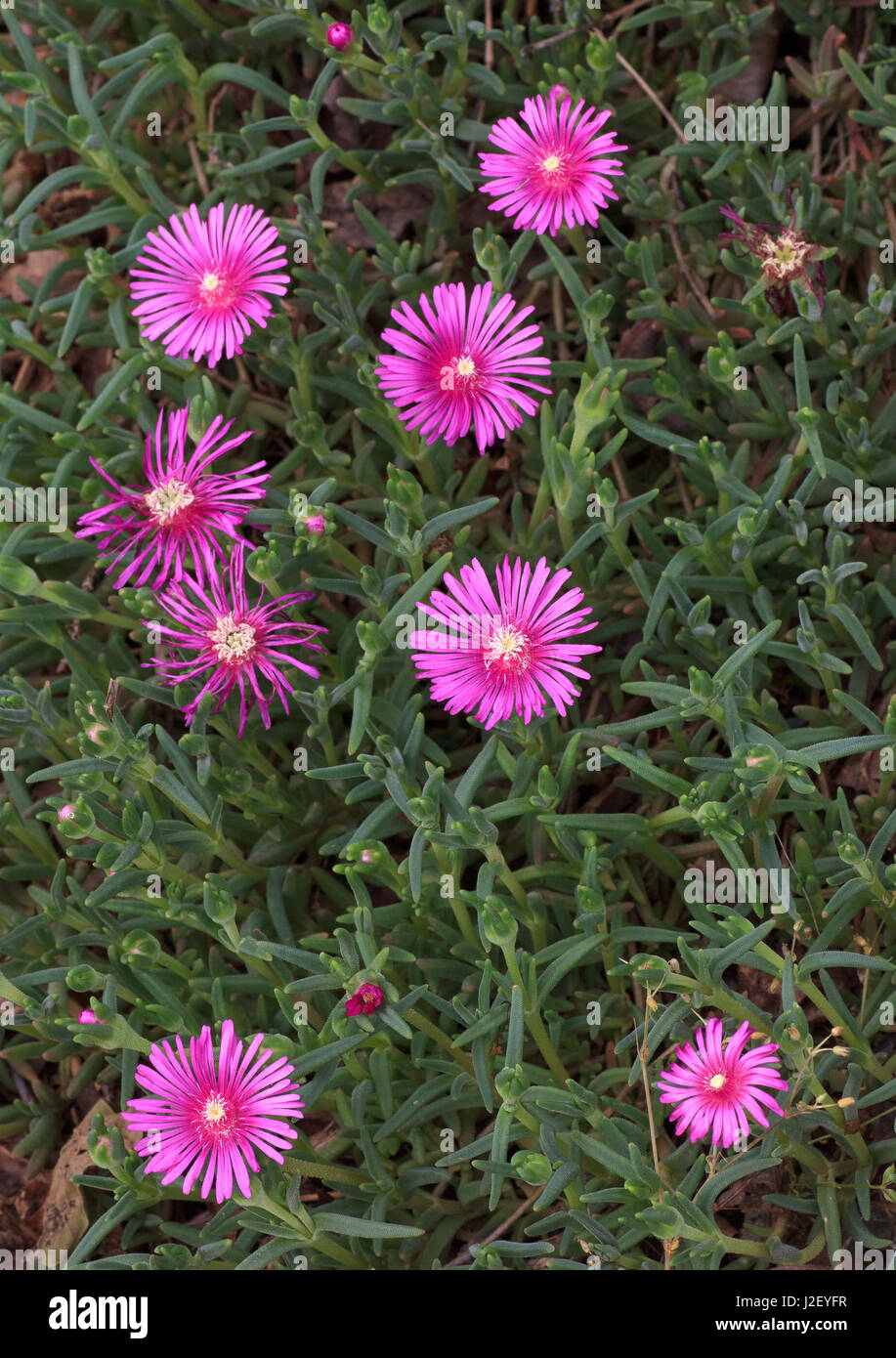 Hardy Ice Plant Delosperma cooperi plant Stock Photo - Alamy