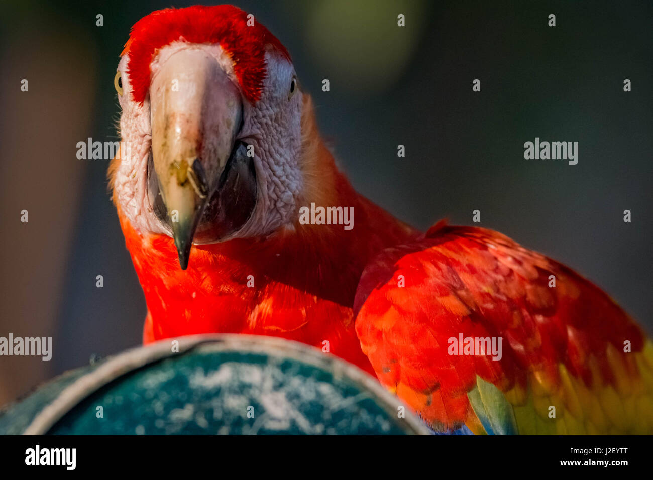National bird of honduras hi-res stock photography and images - Alamy