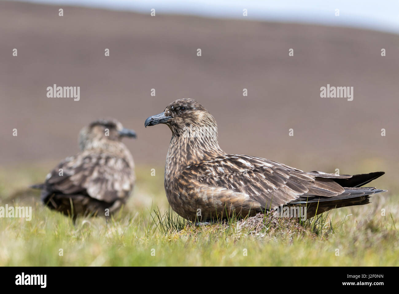 Great Skua also called Bonxie (Stercorarius Skua). Scotland, Shetland ...