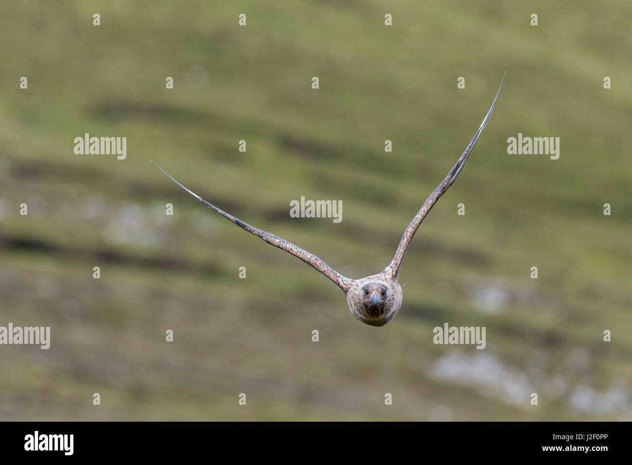 Great Skua also called Bonxie (Stercorarius Skua), flying. Scotland ...