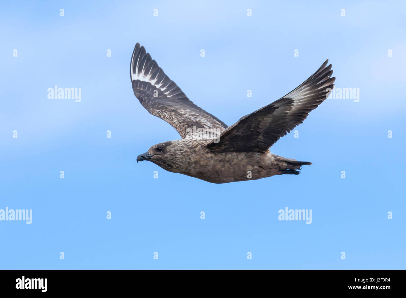 Great Skua also called Bonxie (Stercorarius Skua), flying. Scotland ...