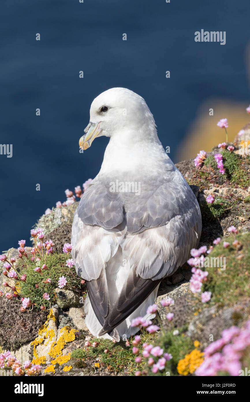 Northern Fulmar, also called Arctic Fulmar (Fulmarus glacialis ...
