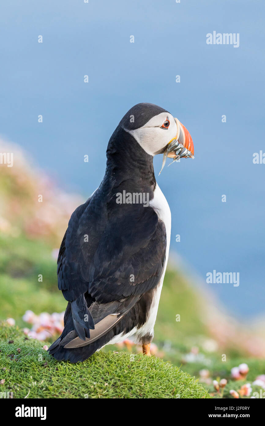 Sand lance fish hi-res stock photography and images - Alamy