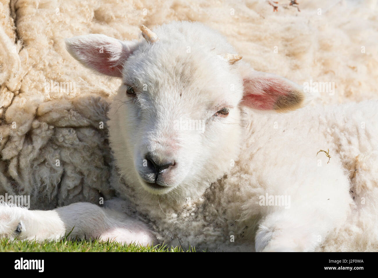 Shetland sheep wool landscape hi-res stock photography and images - Alamy