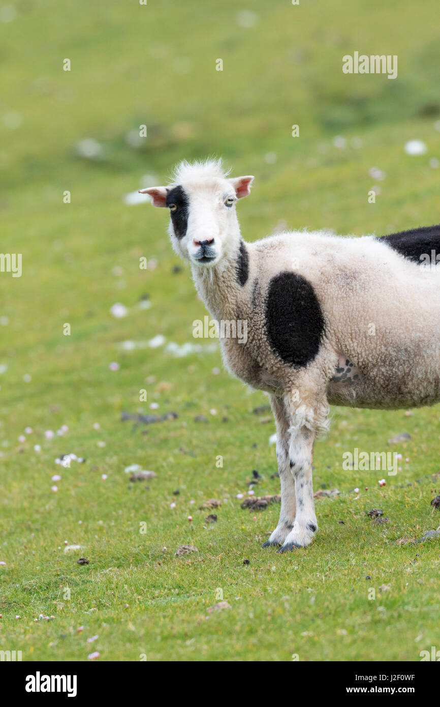 Foula Sheep on the Island of Foula. Foula Sheep are an extremely hardy ...