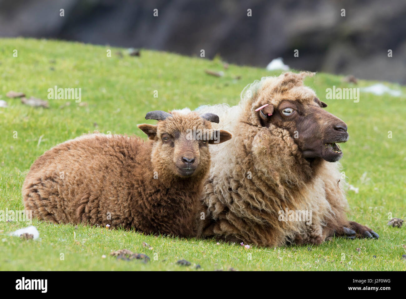 Foula Sheep on the Island of Foula. Foula Sheep are an extremely hardy ...