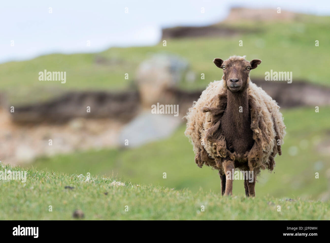 Foula Sheep on the Island of Foula. Foula Sheep are an extremely hardy ...