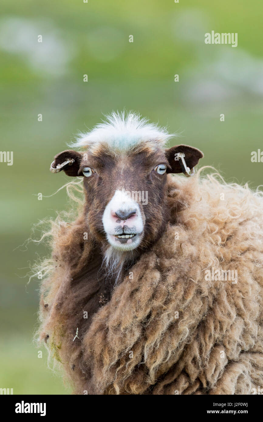 Foula Sheep on the Island of Foula. Foula Sheep are an extremely hardy ...