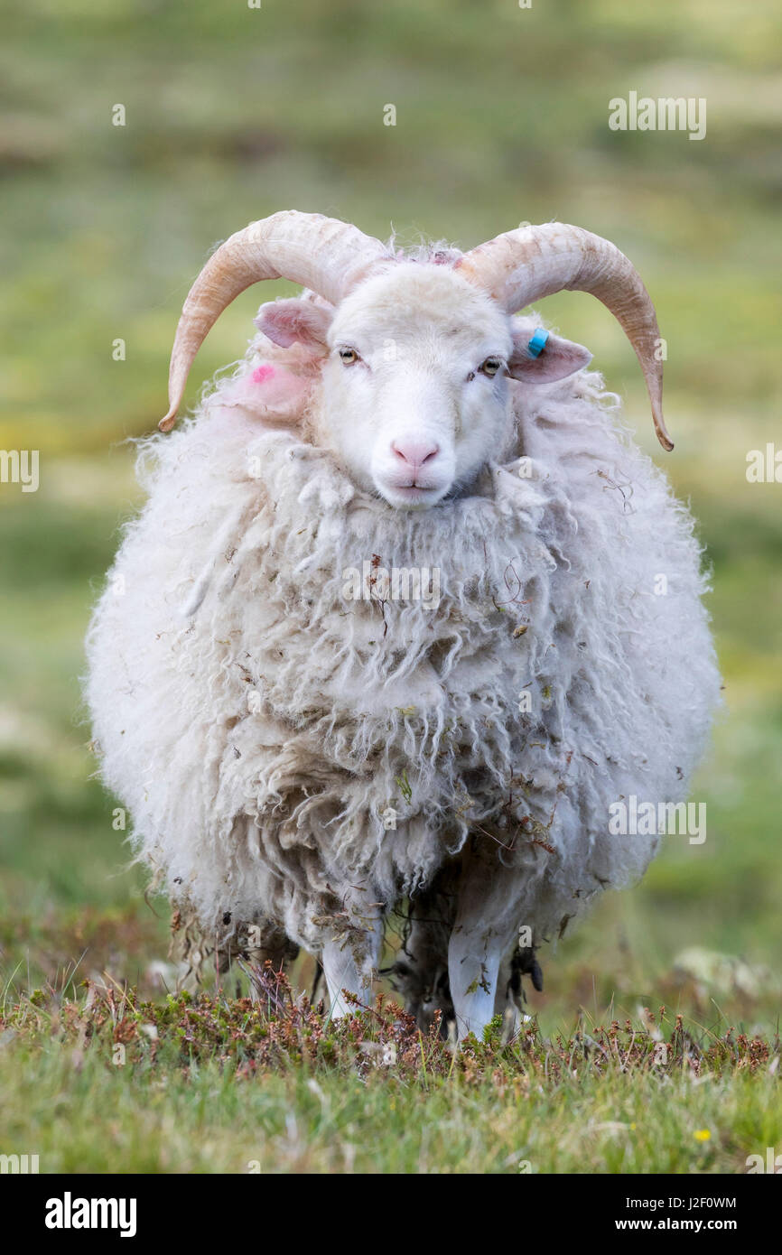 Foula Sheep on the Island of Foula. Foula Sheep are an extremely hardy ...