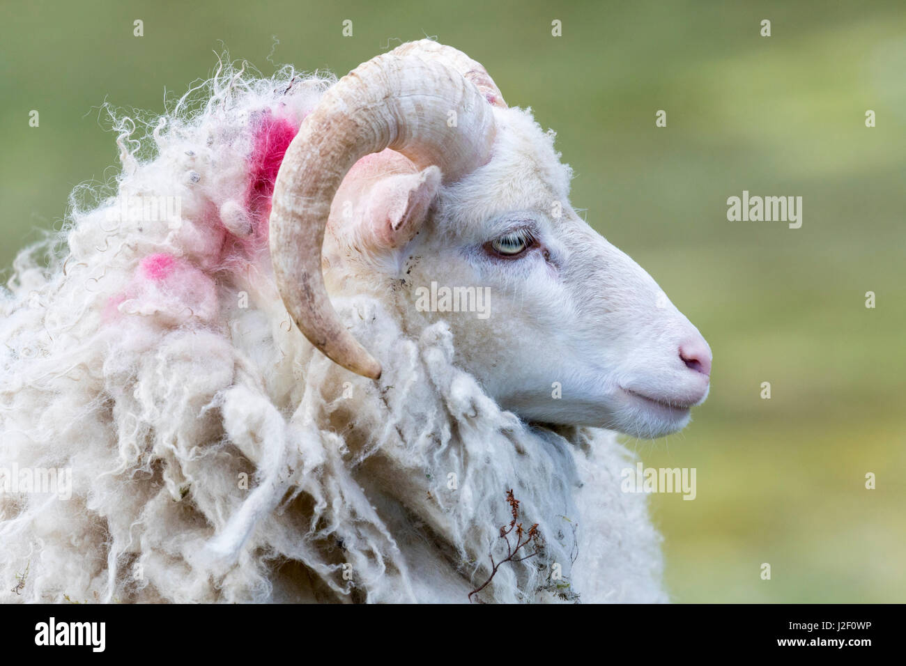Foula Sheep on the Island of Foula. Foula Sheep are an extremely hardy ...