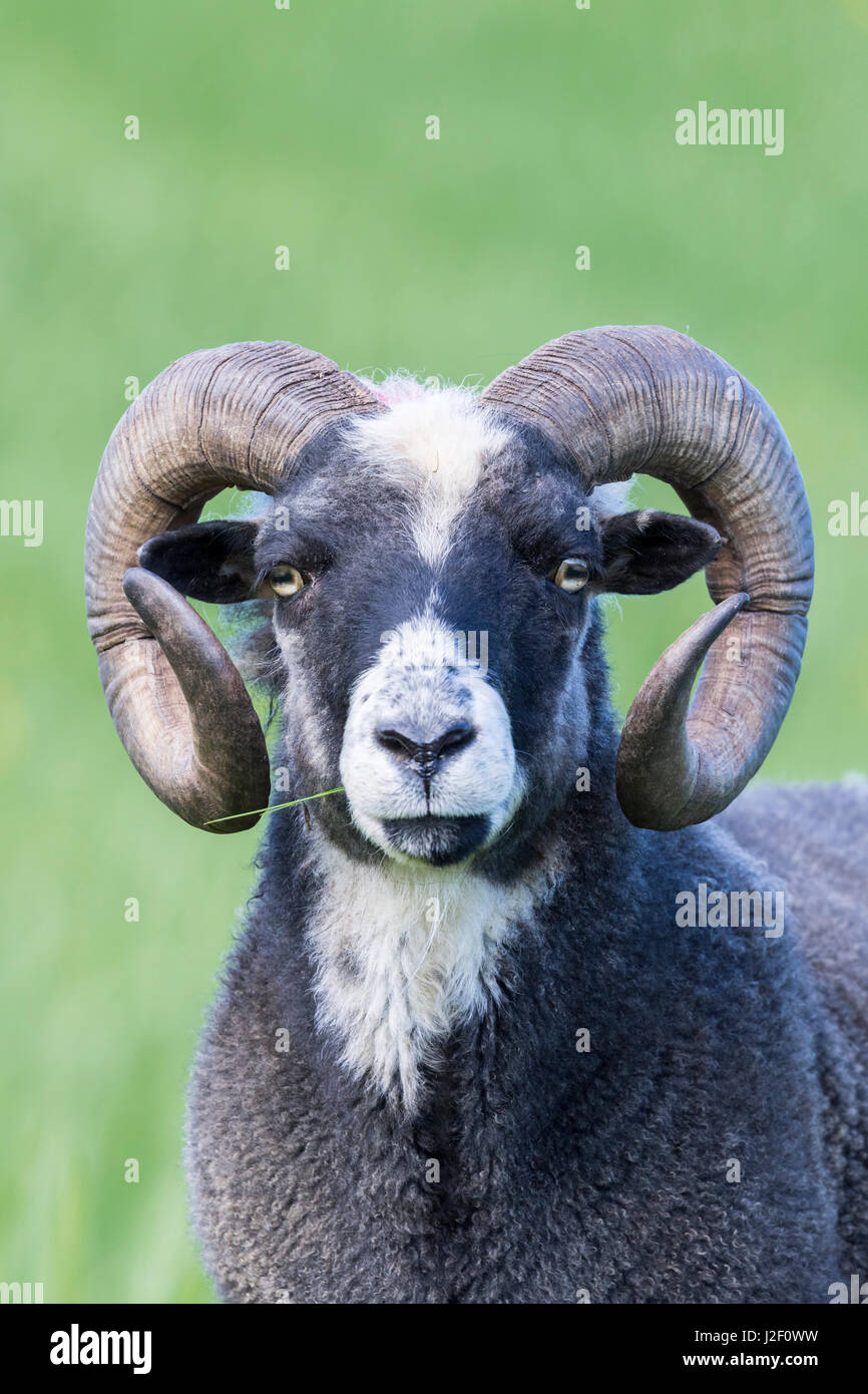 Foula Sheep on the Island of Foula. Foula Sheep are an extremely hardy ...