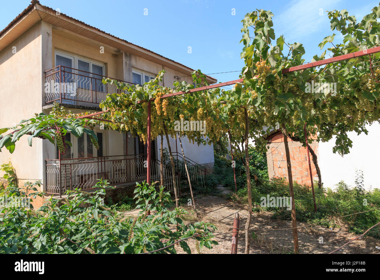 Macedonia, Ohrid and Lake Ohrid, house with patio of grape vines and ...